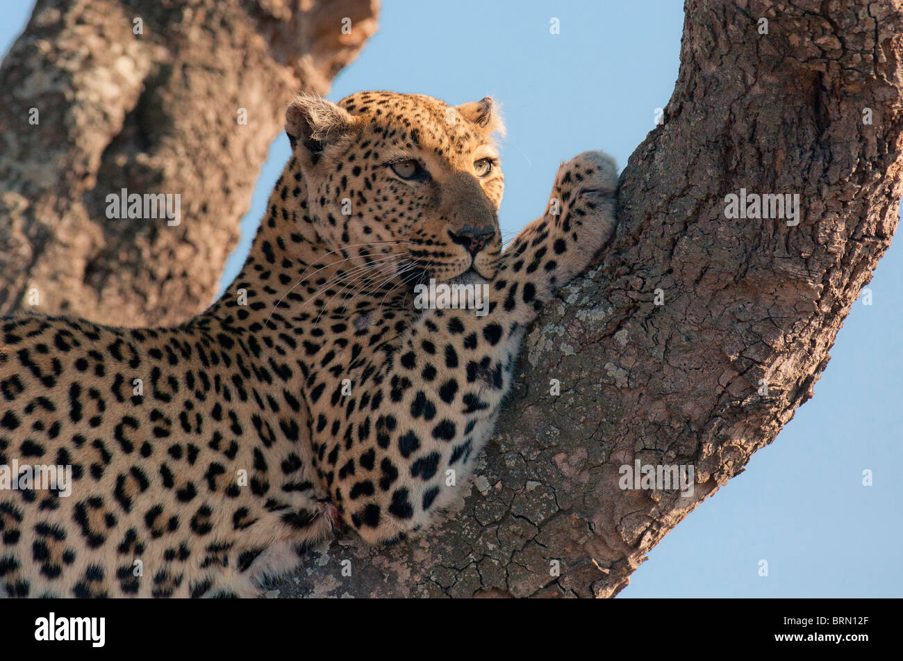 Portrait of a Leopard with its paw raised against a tree trunk resting ...