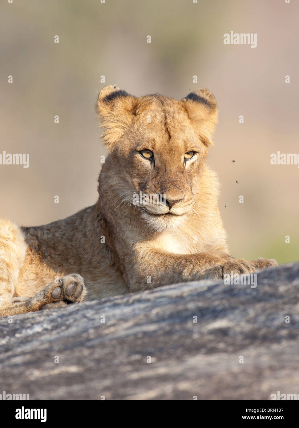Portrait of a lion cub lying on a boulder Stock Photo - Alamy
