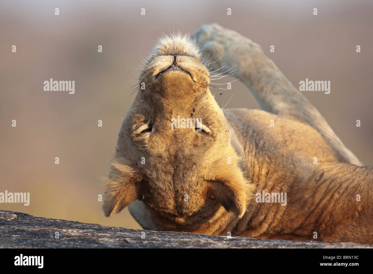 Lioness Sitting Back