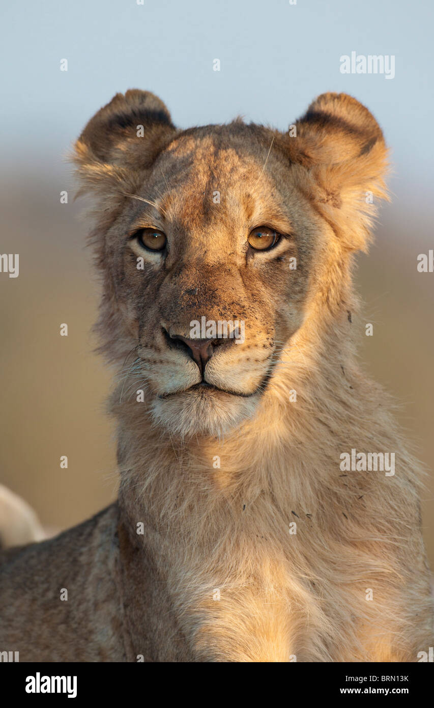 Fluffy Lion