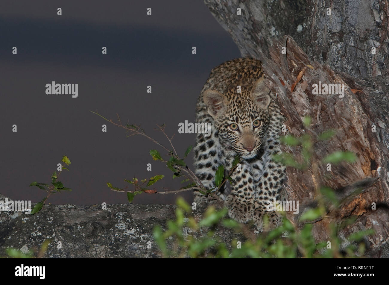 Leopard in a tree hi-res stock photography and images - Alamy