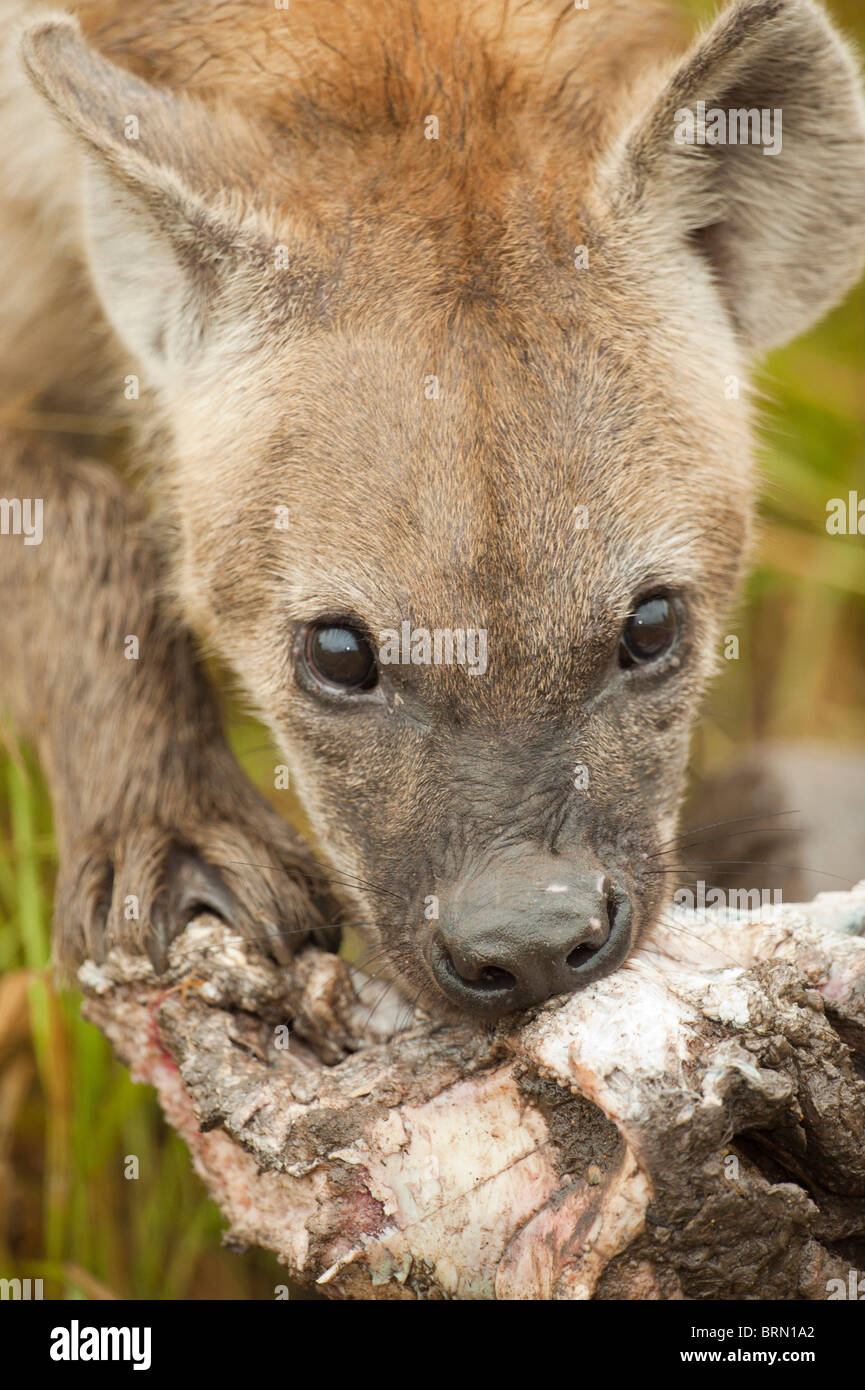 Portrait of a spotted Hyena gnawing Stock Photo - Alamy