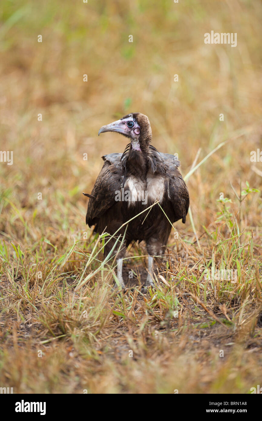 African hooded vulture hi-res stock photography and images - Alamy