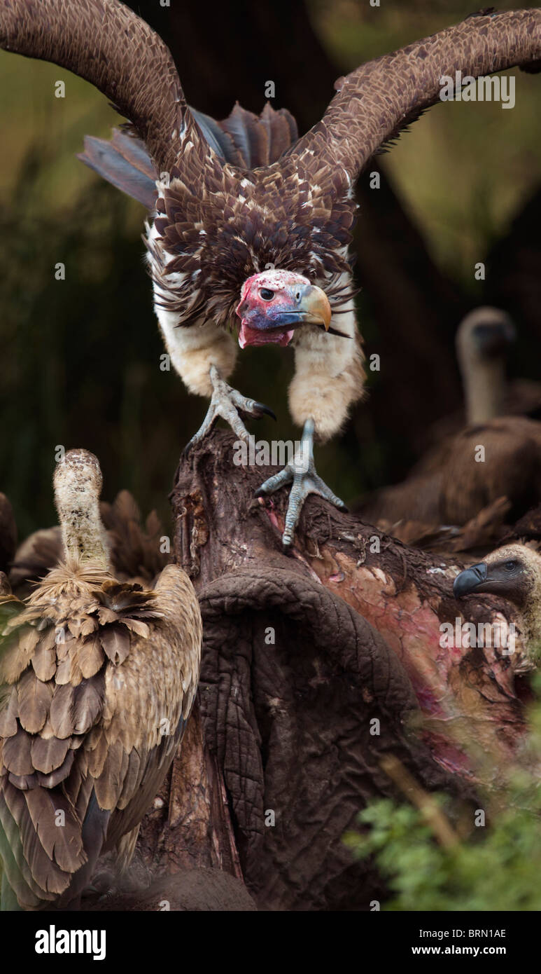 Raptor with outstretched wings hi-res stock photography and images - Alamy