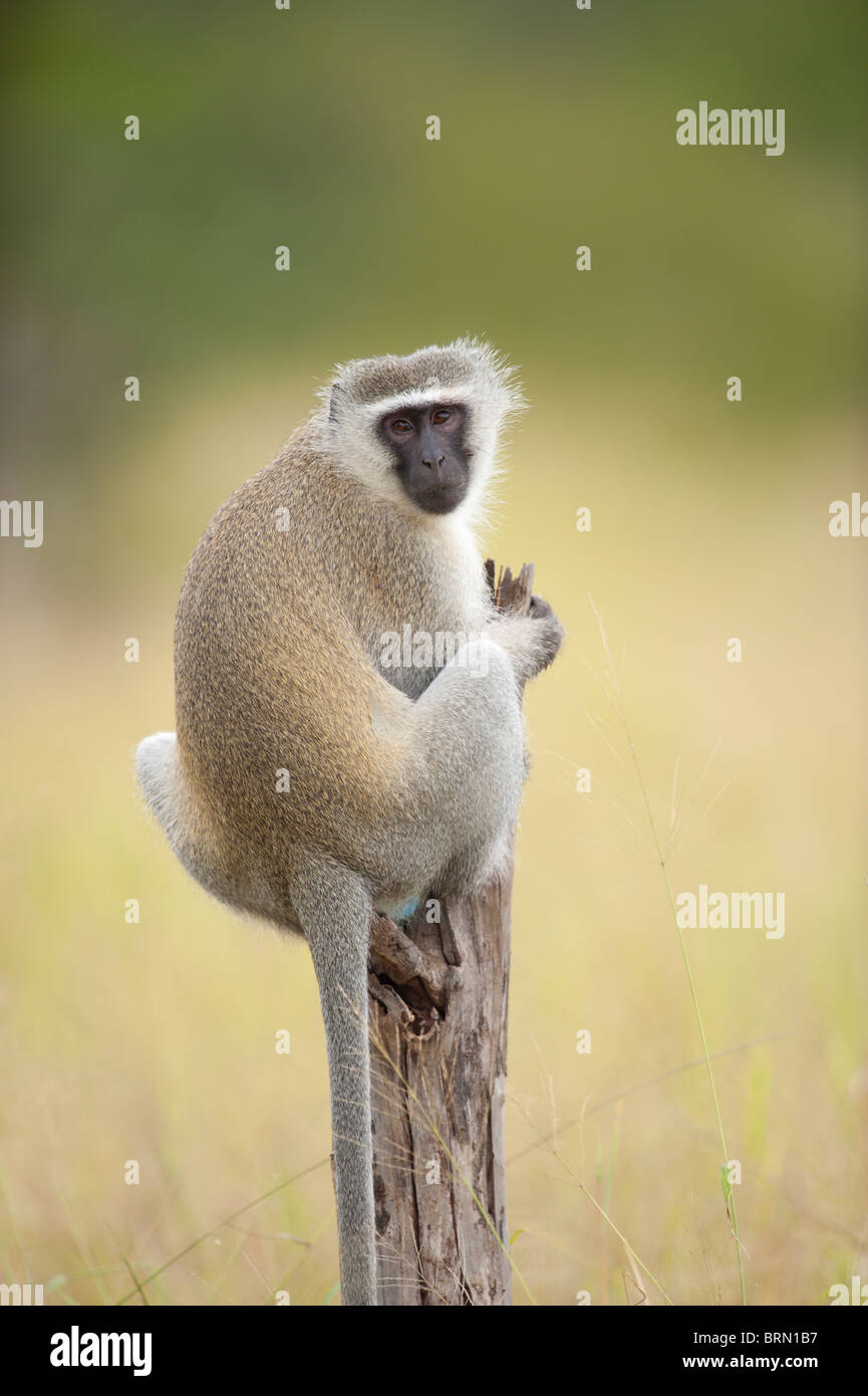 Monkey shoulder hi-res stock photography and images - Alamy