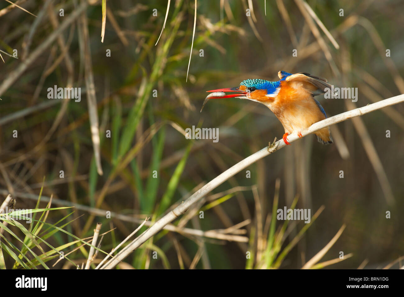 Kingfisher wings hi-res stock photography and images - Alamy