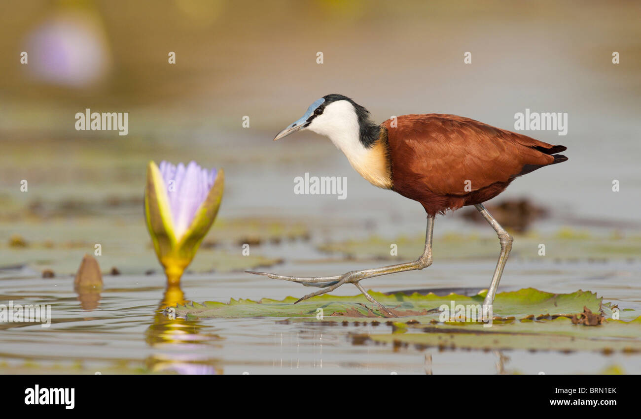 Lily trotter hi-res stock photography and images - Alamy