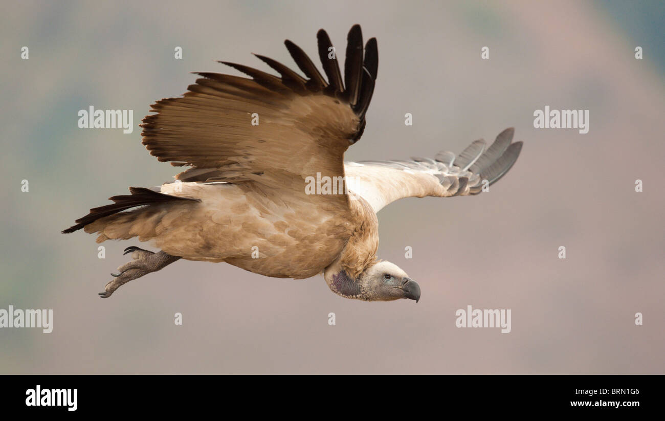 Cape Vulture in flight Stock Photo - Alamy