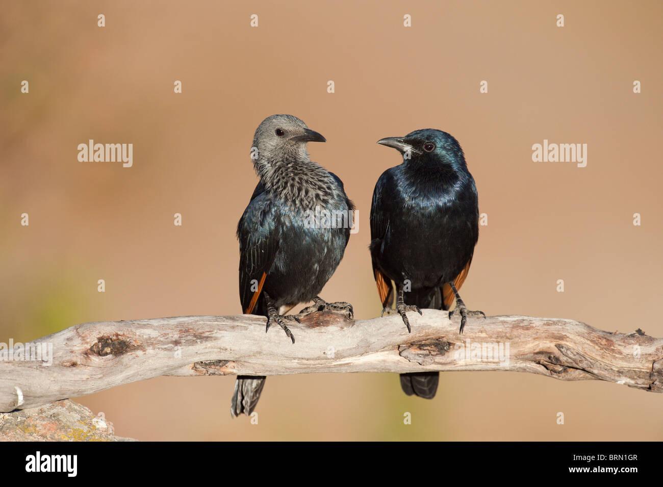 Male Starling Feeding Female at Loretta Cyr blog