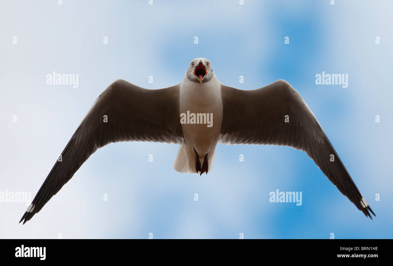 Gull with open wings hi-res stock photography and images - Alamy