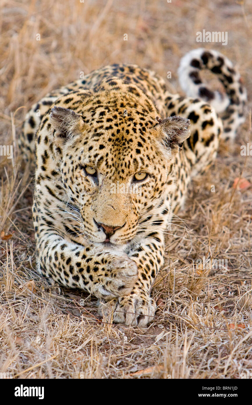 Male leopard hi-res stock photography and images - Alamy