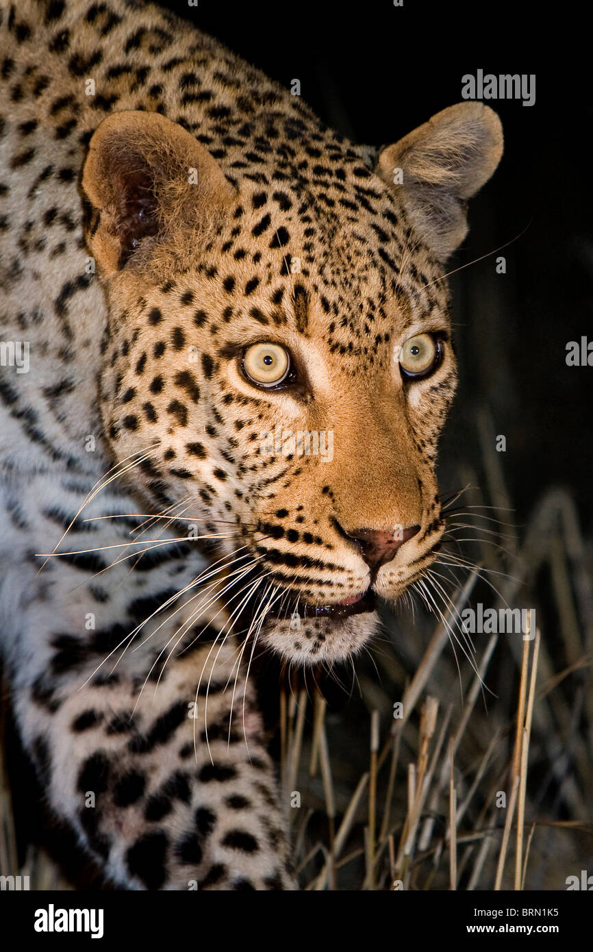Leopard portrait at night Stock Photo - Alamy