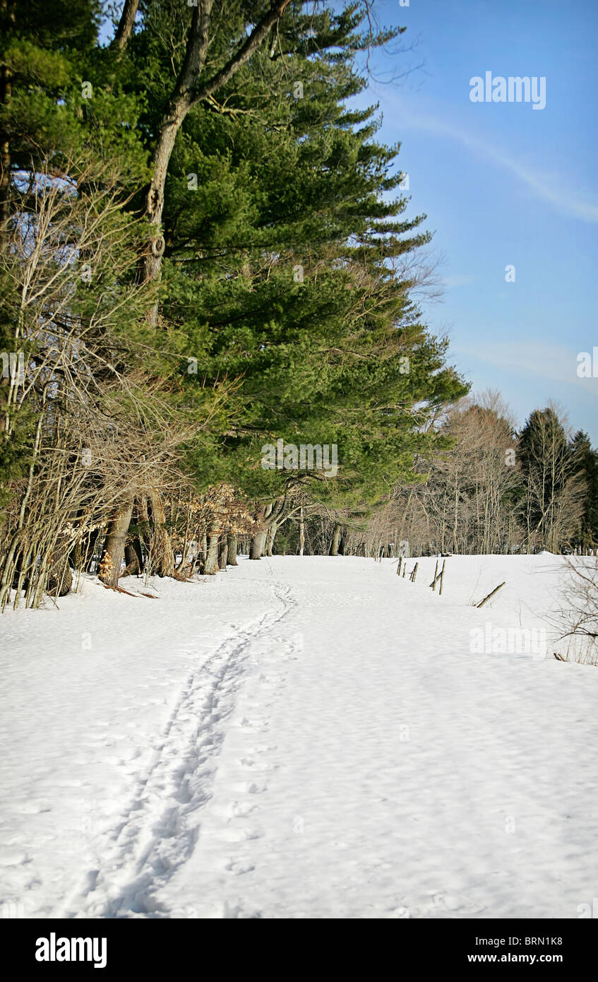 a snow covered trail along the forest edge Stock Photo - Alamy