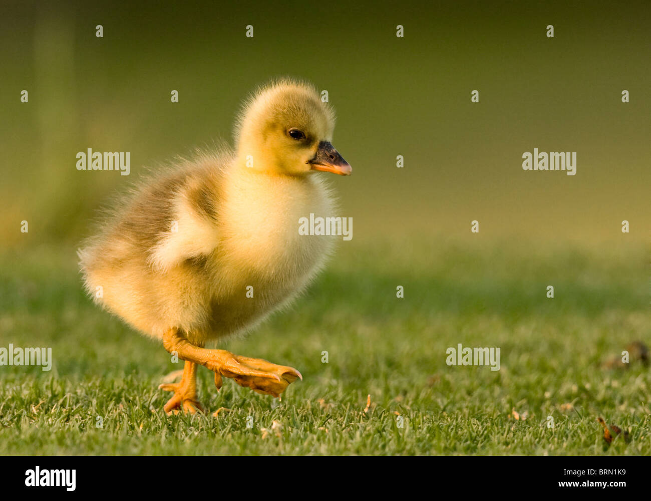 Gosling hi-res stock photography and images - Alamy