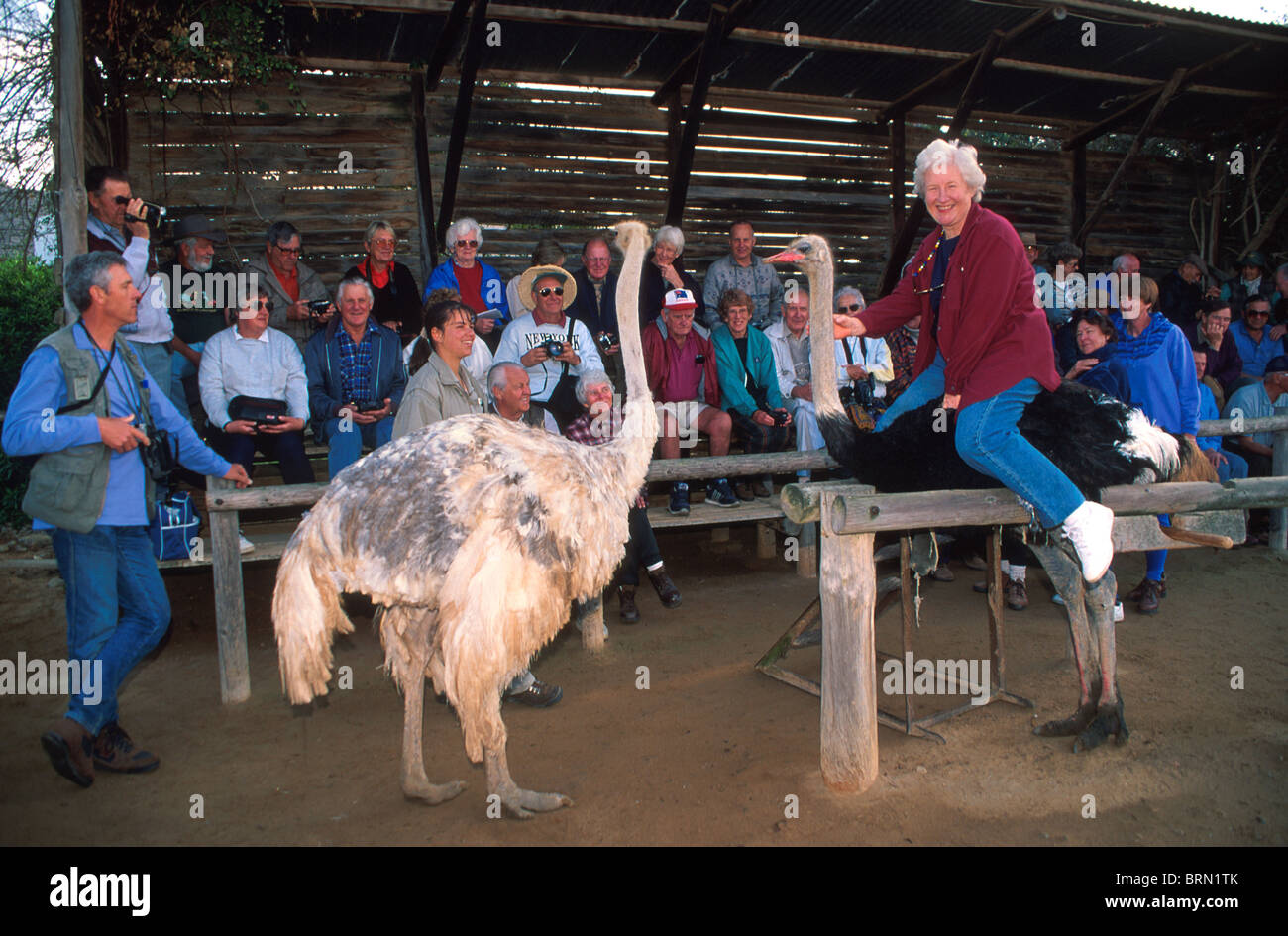South africa ostrich riding hi-res stock photography and images - Alamy