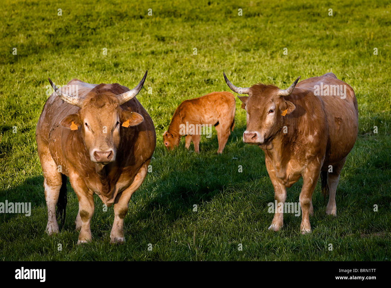 Three cows navarra hi-res stock photography and images - Alamy