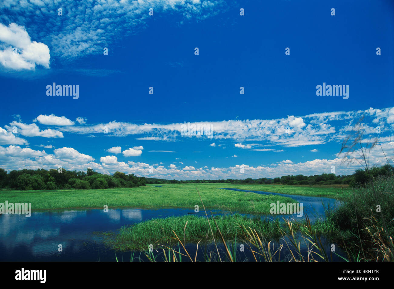 The lower reaches of the Sabie River with heavy reed growth in the ...