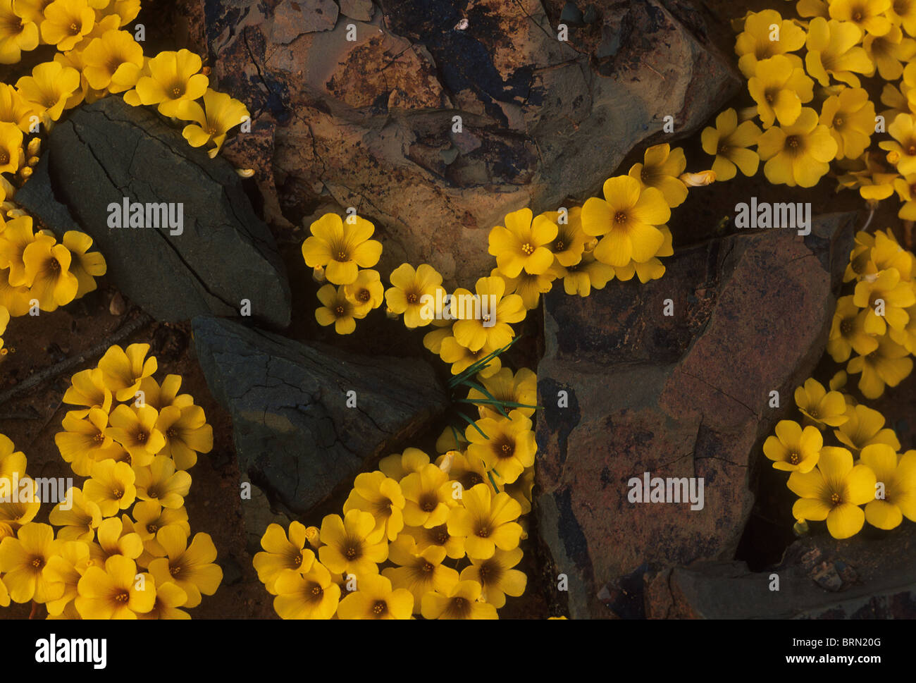 Beautiful five-petalled flowers growing in the gaps between rocks ...