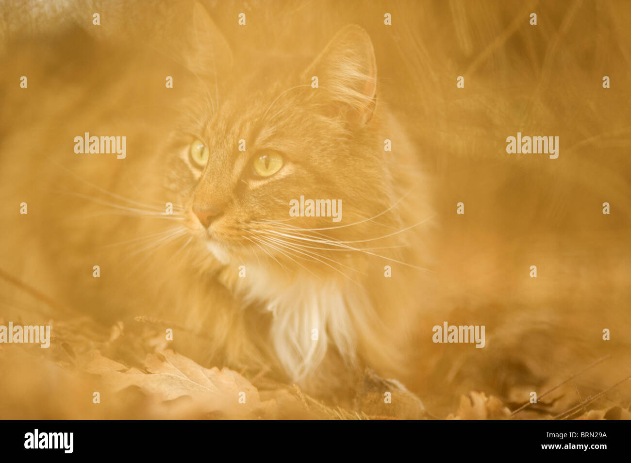 Tame cat, close up Stock Photo - Alamy