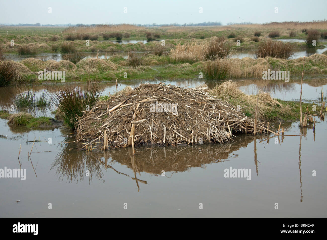Muskrat lodge hi-res stock photography and images - Alamy