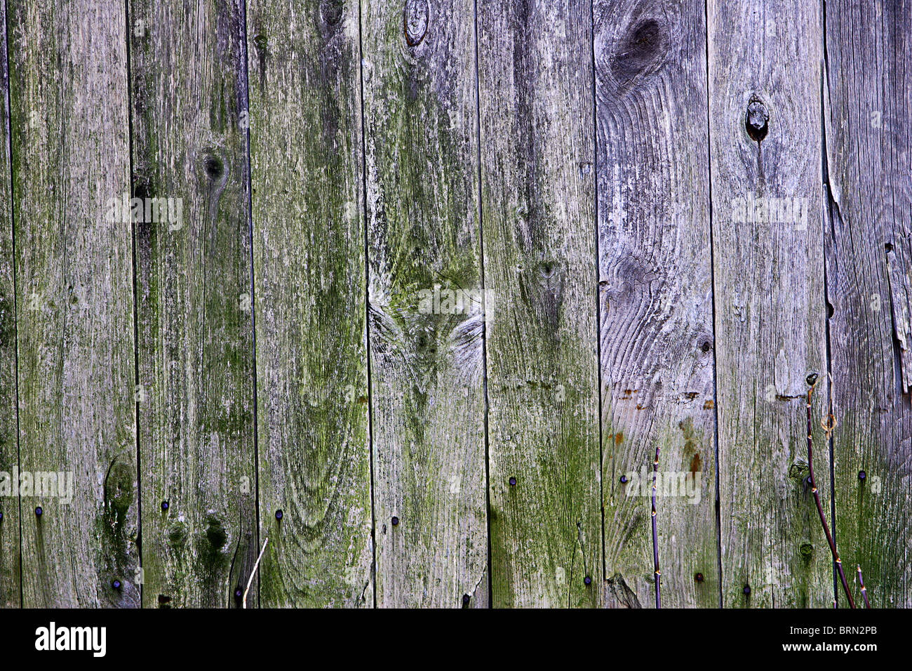 purple and green rotting wood for abstract background grungy Stock ...