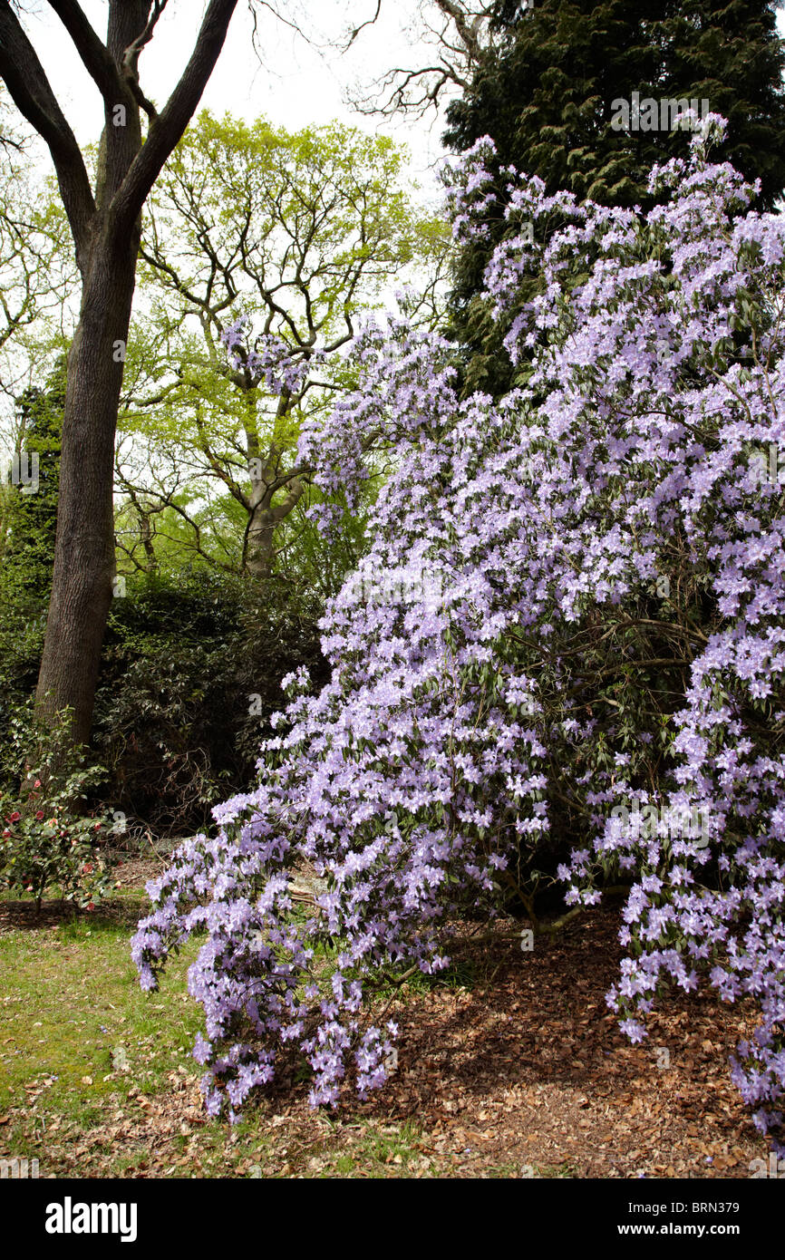 Flowering Plants In The Isabella Plantation Richmond Park Surrey UK ...