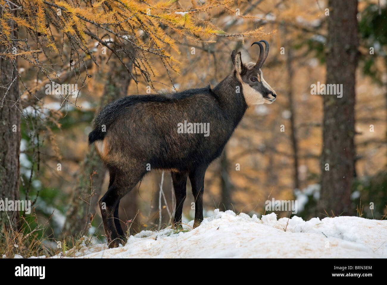 Male chamois hi-res stock photography and images - Alamy