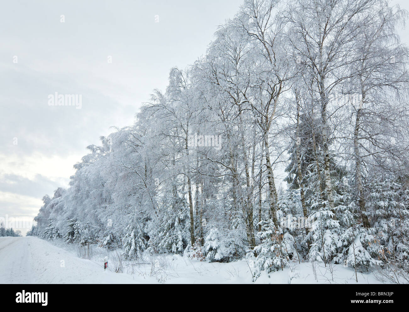 winter dull landscape with ice-covered road and trees at side of the ...
