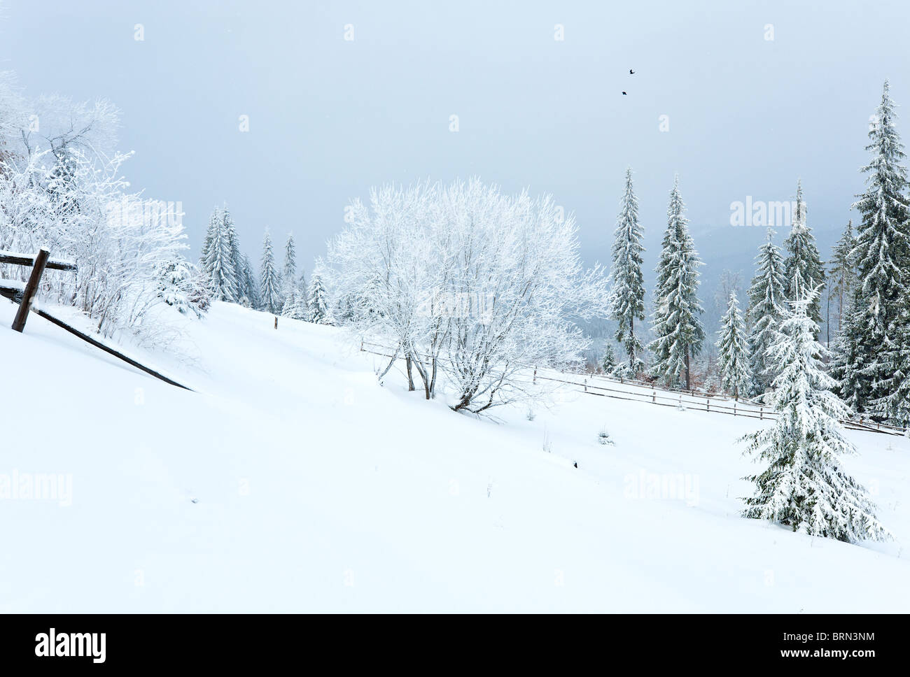 winter dull country mountain landscape with fence and fir trees Stock ...