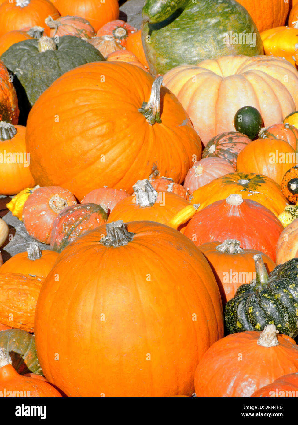 Lots of different color and shape pumpkins Stock Photo - Alamy