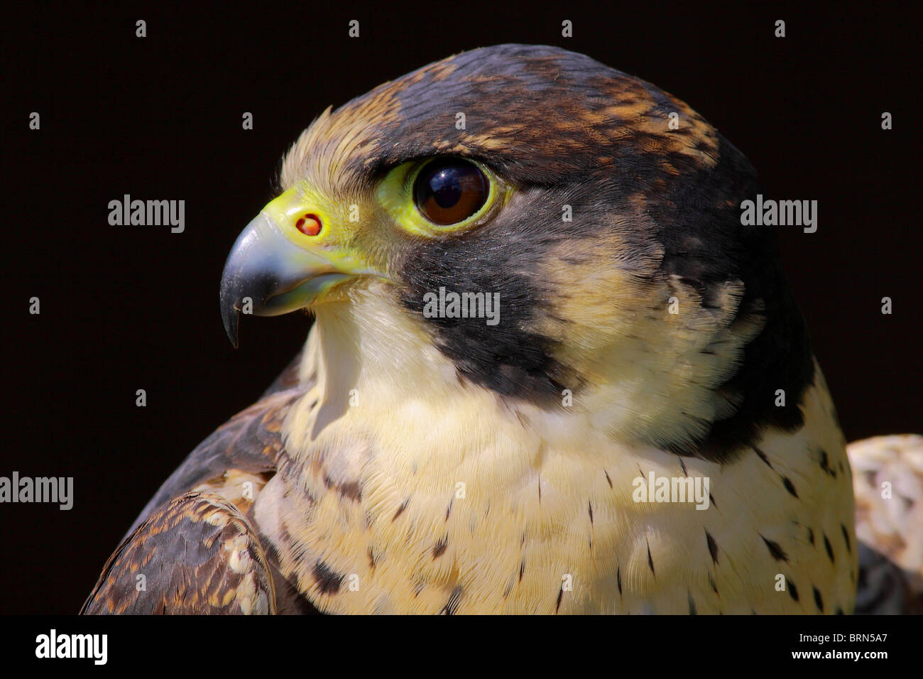 Peregrine Falcon; Falco peregrinus; Head-shot; profile; head and ...