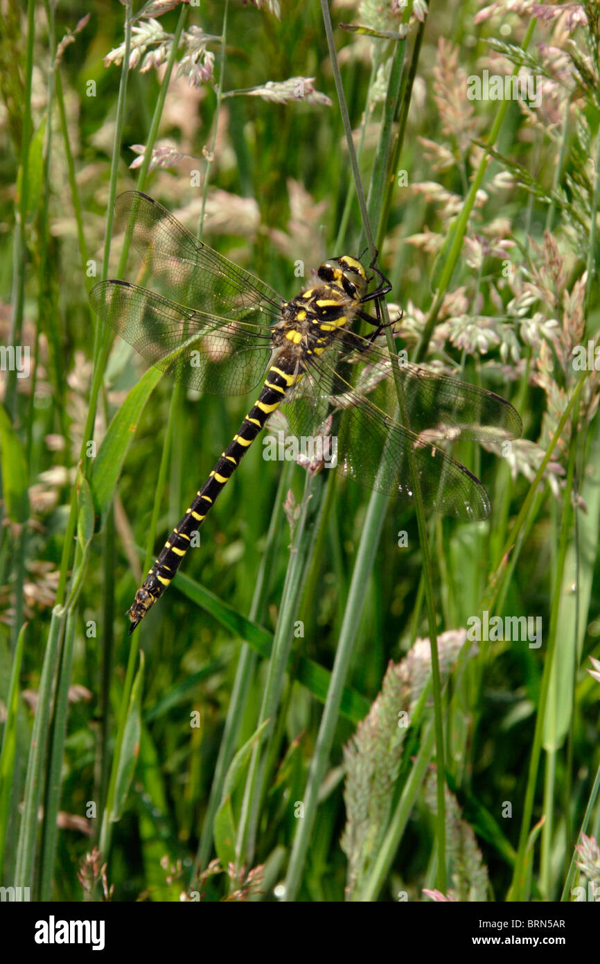 Golden ringed dragonfly uk hi-res stock photography and images - Alamy
