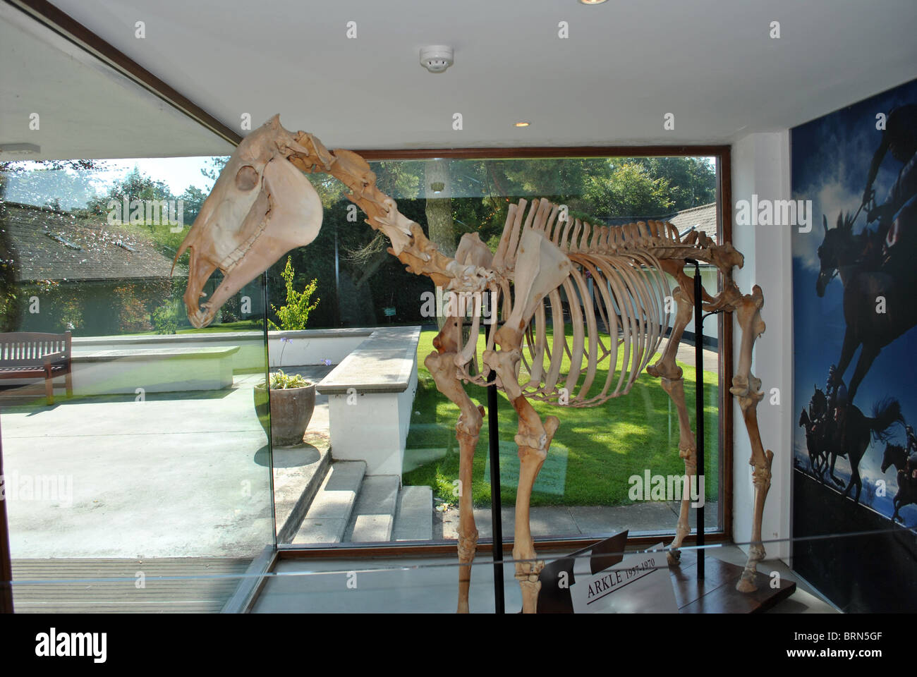 Skeleton of arkle hi-res stock photography and images - Alamy