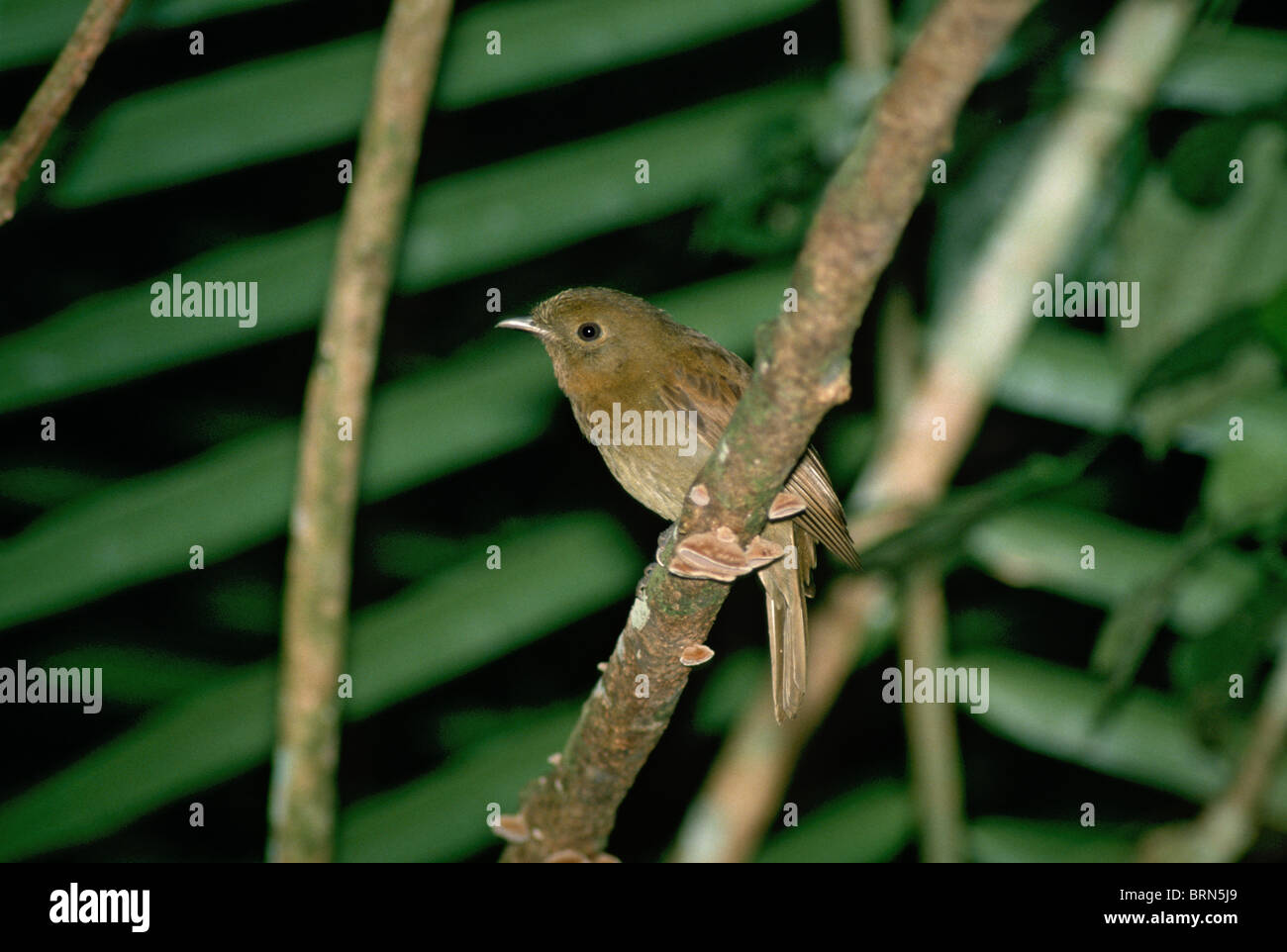 Small thrush like bird hi-res stock photography and images - Alamy