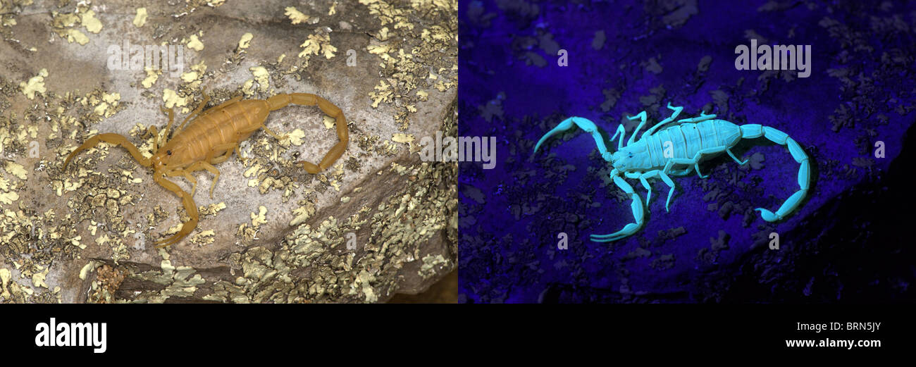 Bark scorpion comparison black light hi-res stock photography and ...
