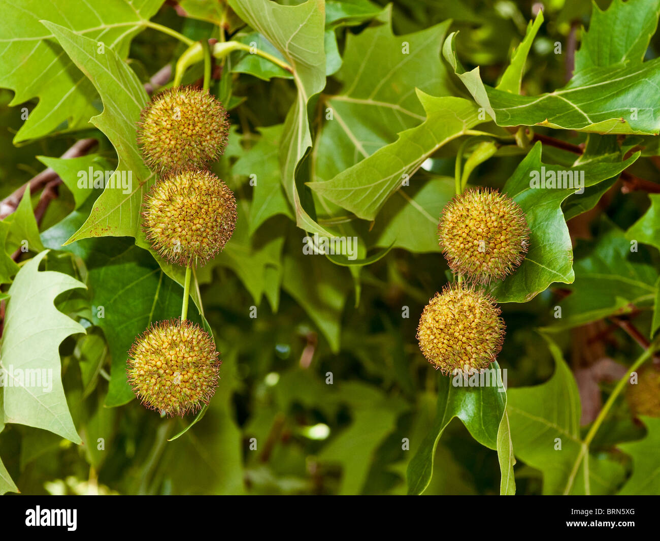 Leaves and fruits of London Plane / Platanus tree - France Stock Photo ...