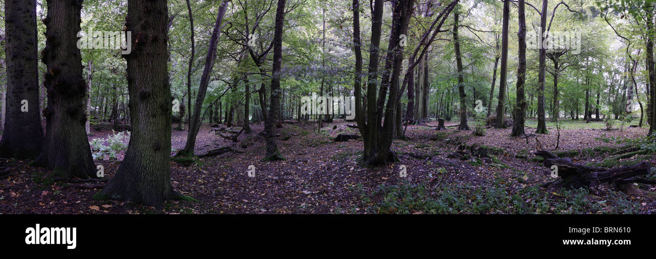 A panoramic view inside ancient woods in Wittersham, Kent, England, one ...