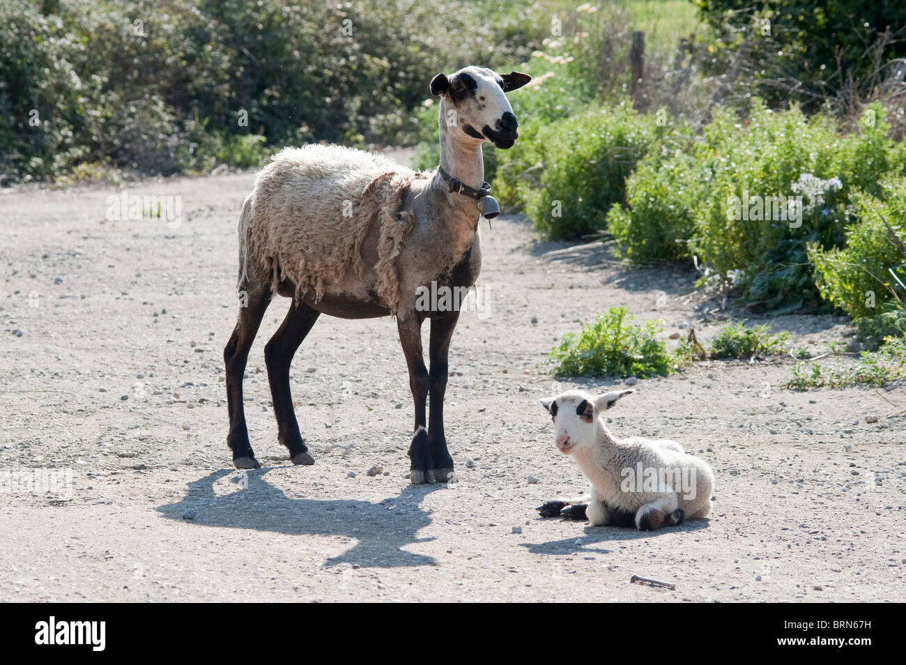 Cretan sheep with bell and young lamb Crete Greece Stock Photo - Alamy