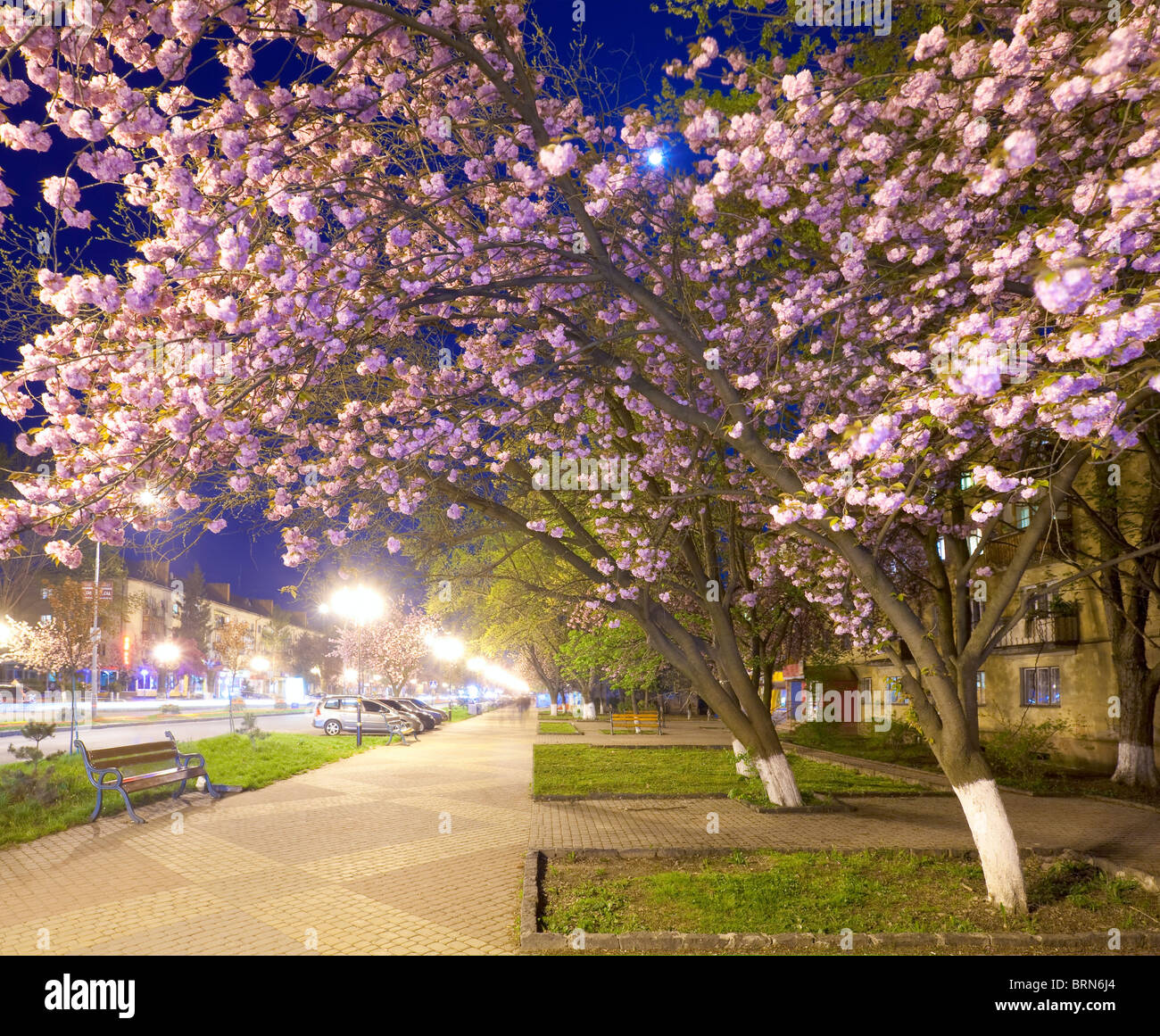 Cherry tree and street lamp hi-res stock photography and images - Alamy