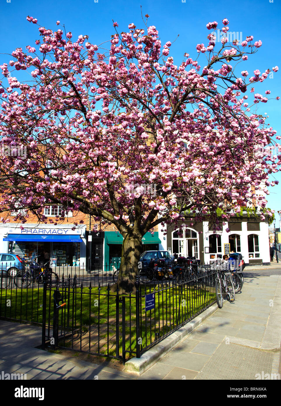 Isabella rose hi-res stock photography and images - Alamy