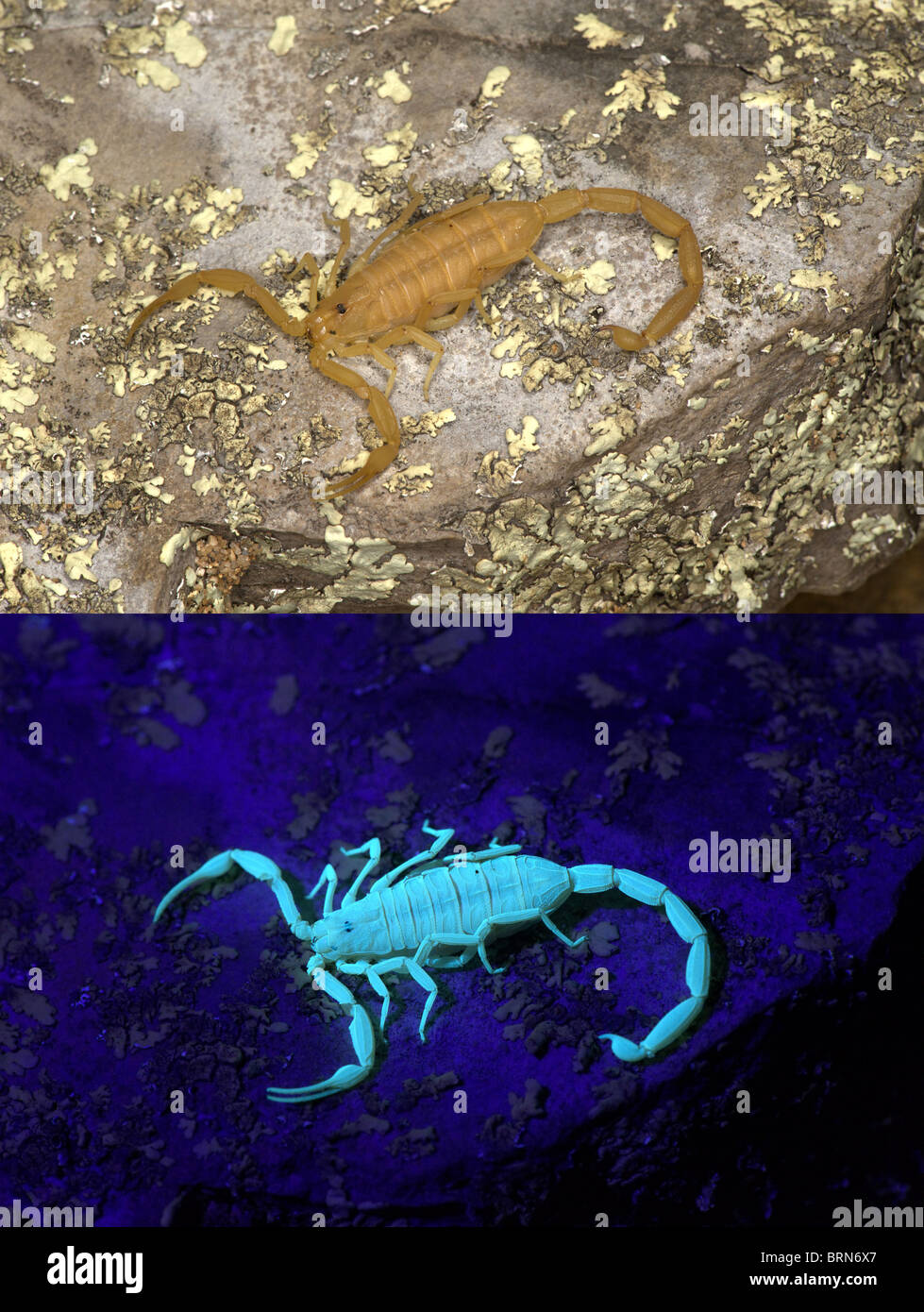 Bark scorpion comparison black light hi-res stock photography and ...