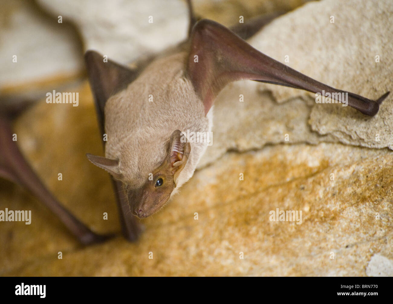 Have a bat hi-res stock photography and images - Alamy