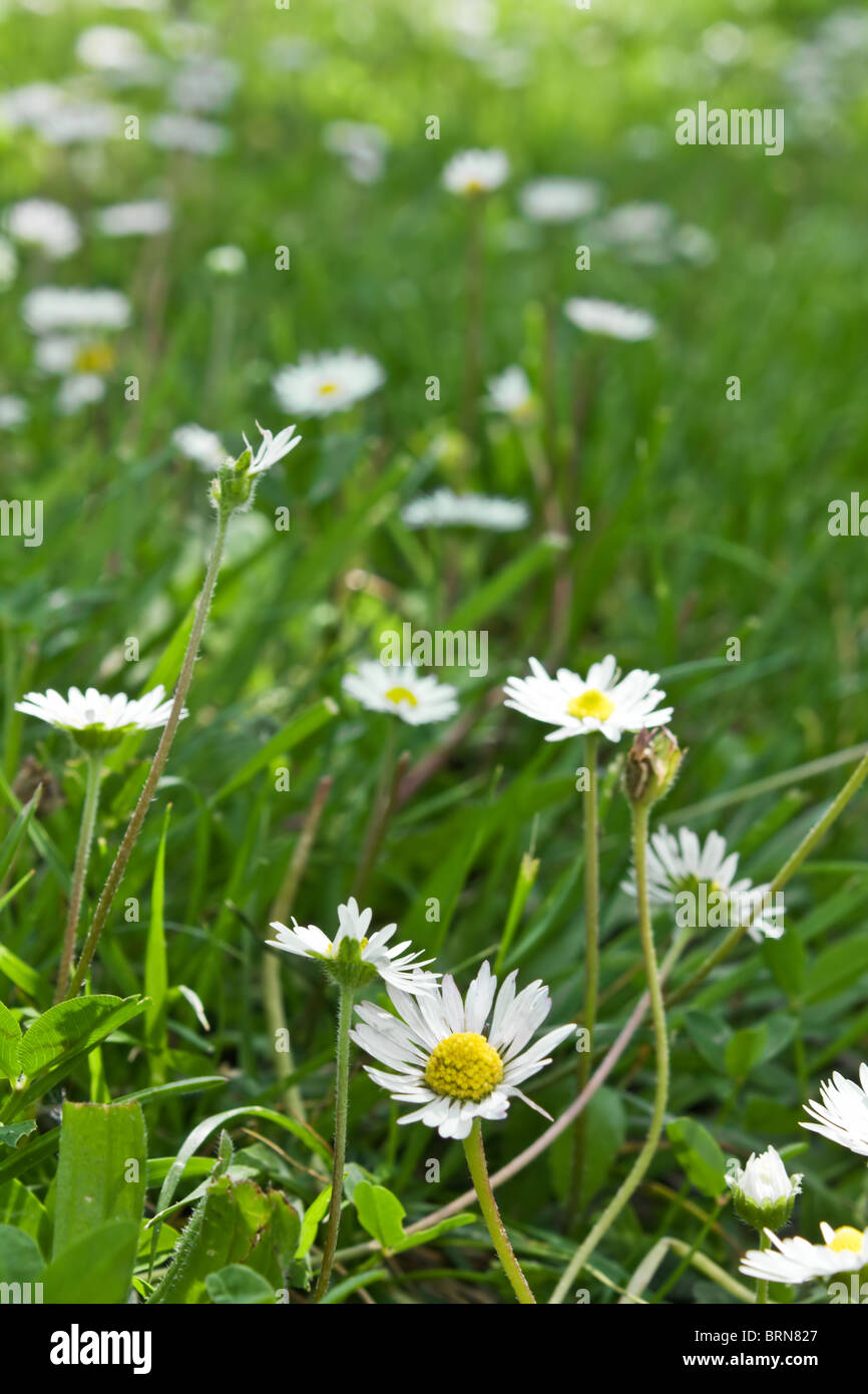Close up of white daises and green grass Stock Photo - Alamy