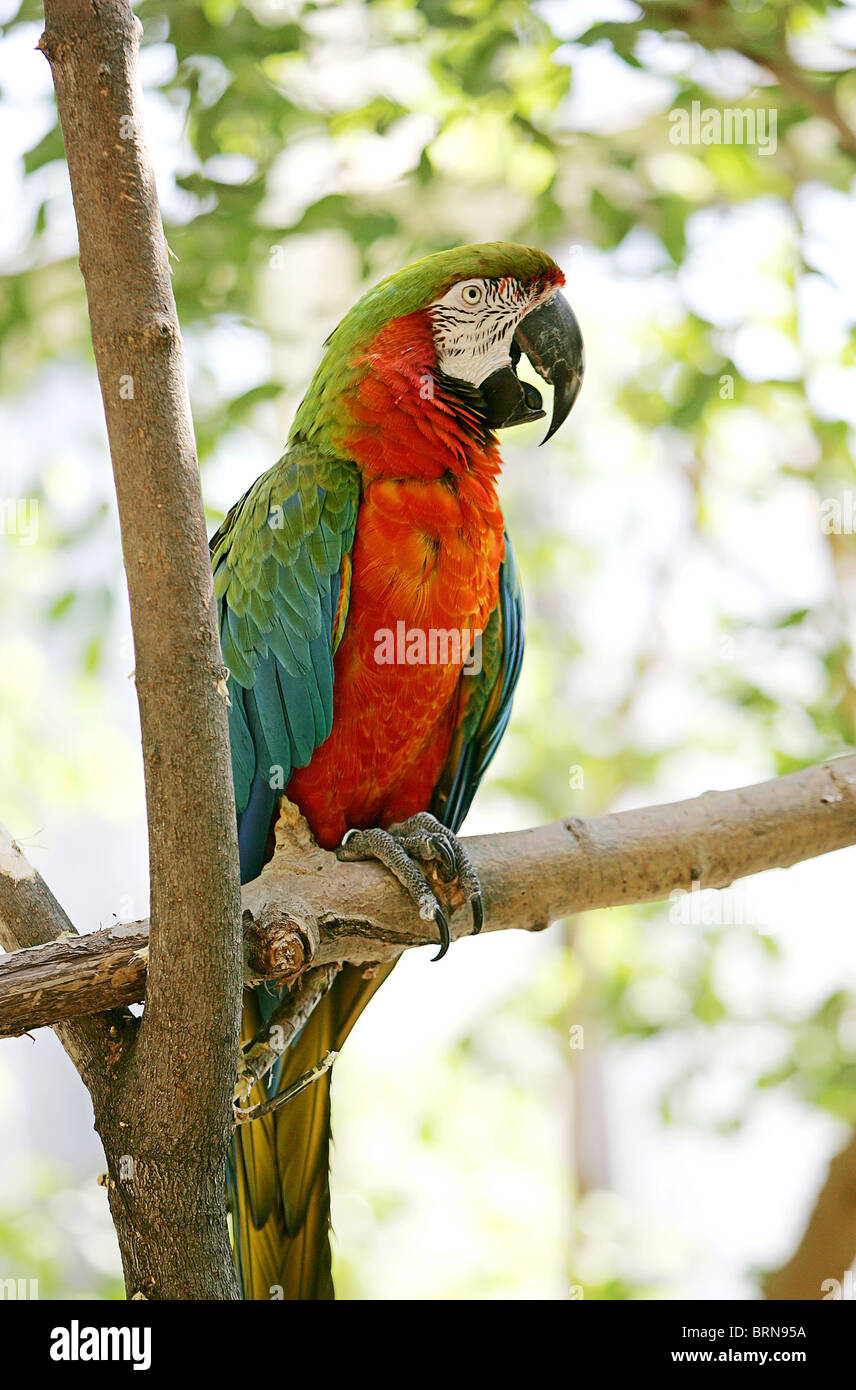 colorful macaw sitting in a tree Stock Photo - Alamy