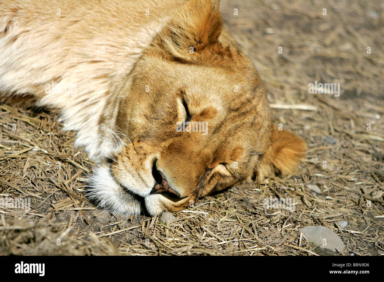 lioness resting peacefully on the ground asleep Stock Photo - Alamy