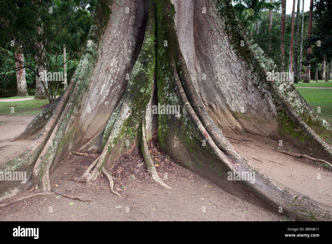 Rio de Janeiro: Botanical Gardens: Tree Roots Stock Photo - Alamy