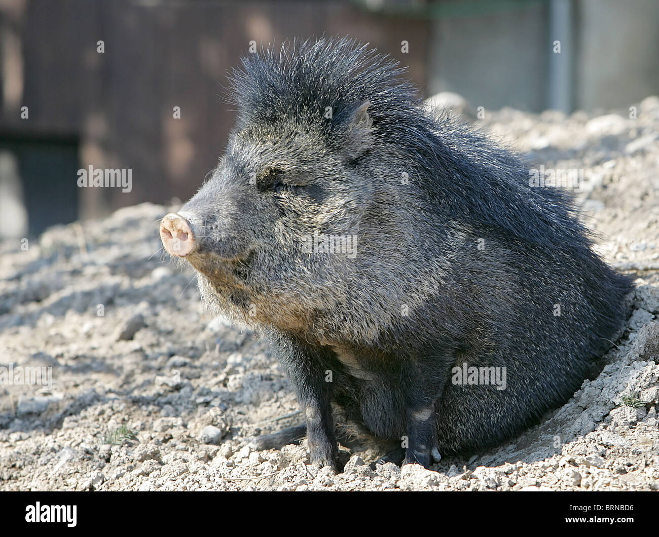 Small mammal hole hi-res stock photography and images - Alamy