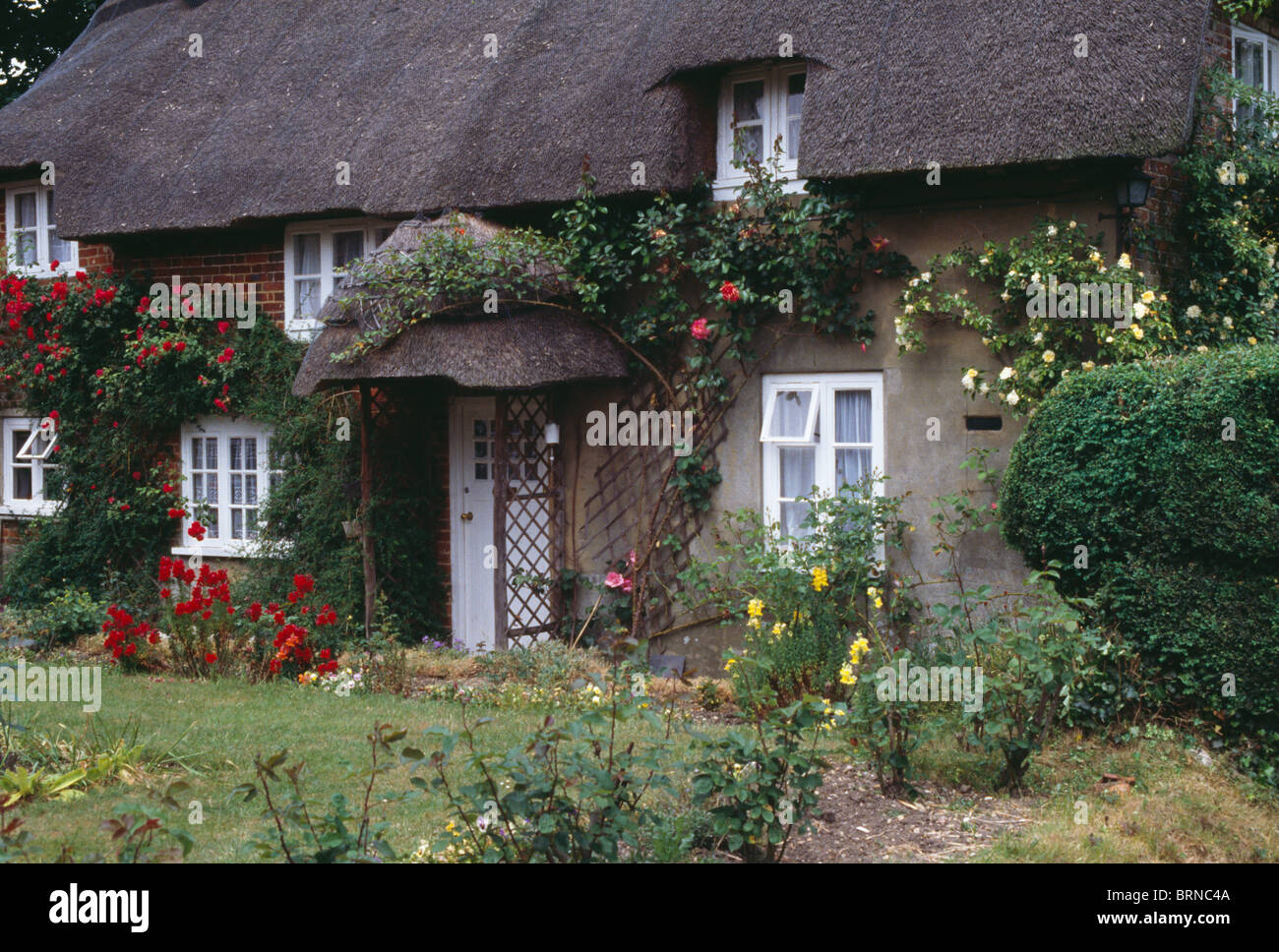 Red and cream climbing roses on traditional thatched English cottage ...