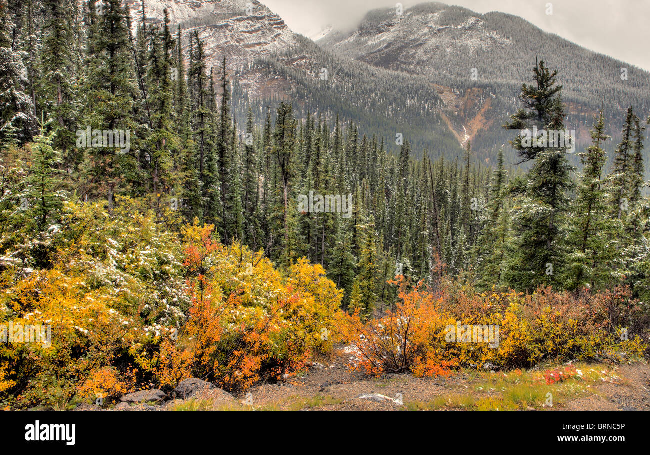 First Snow in Fall, Jasper National Park, Alta, Canada Stock Photo - Alamy