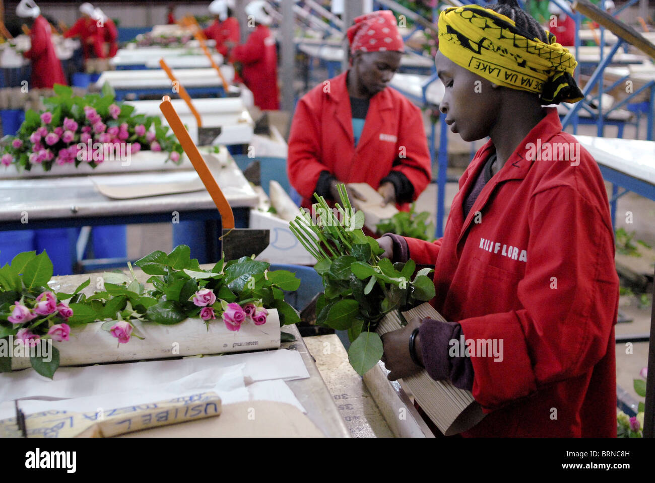 Africa Tanzania, rose flower cultivation in green house at FLP flower ...